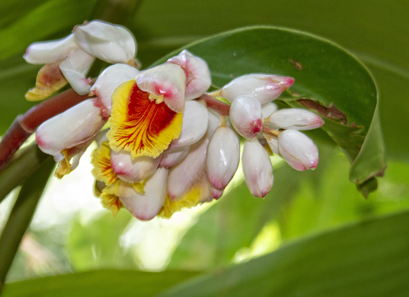 Lighthouse Camera Club